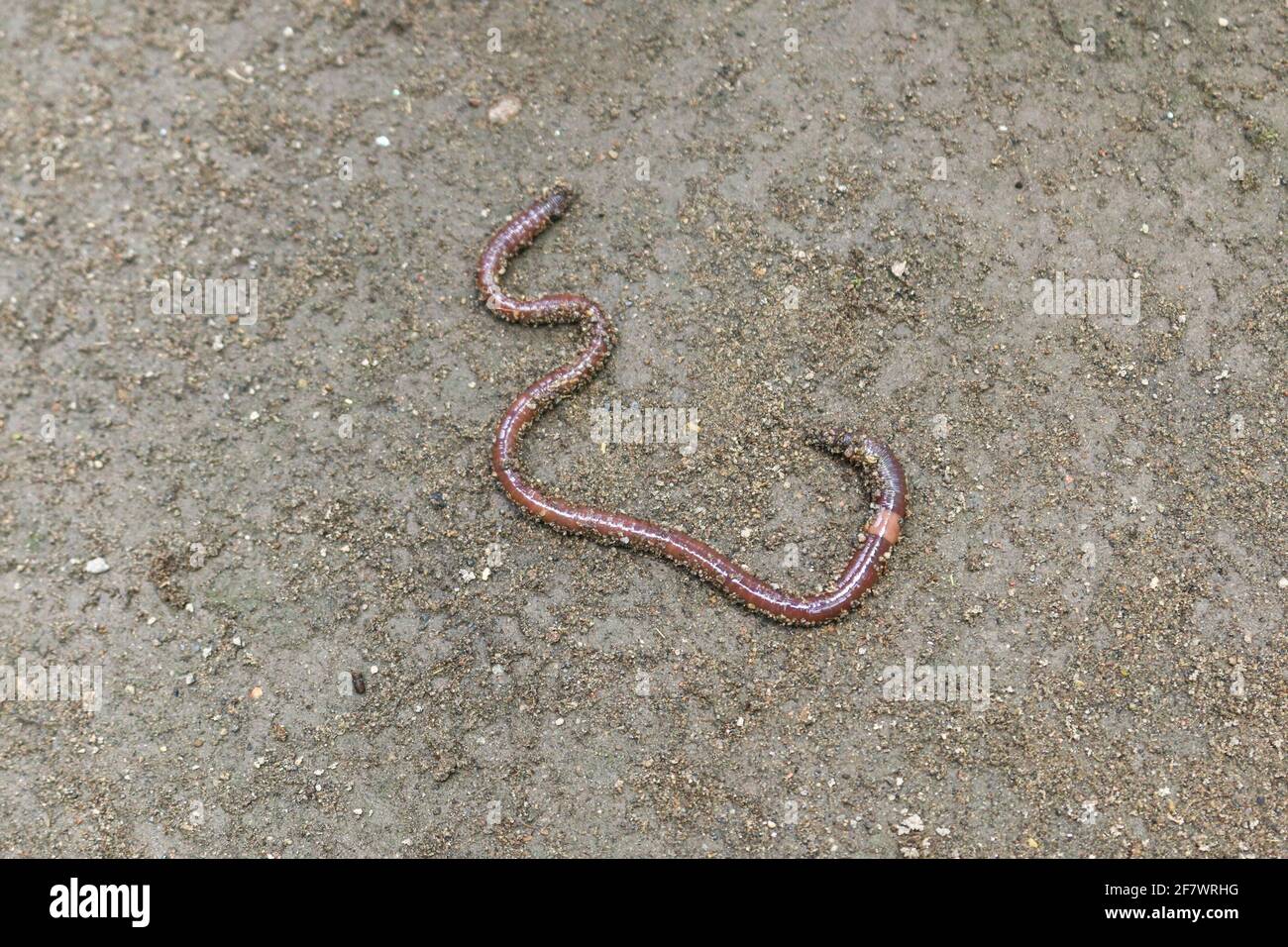 Earth worm close-up in a fresh wet earth, visible rings on the body of ...
