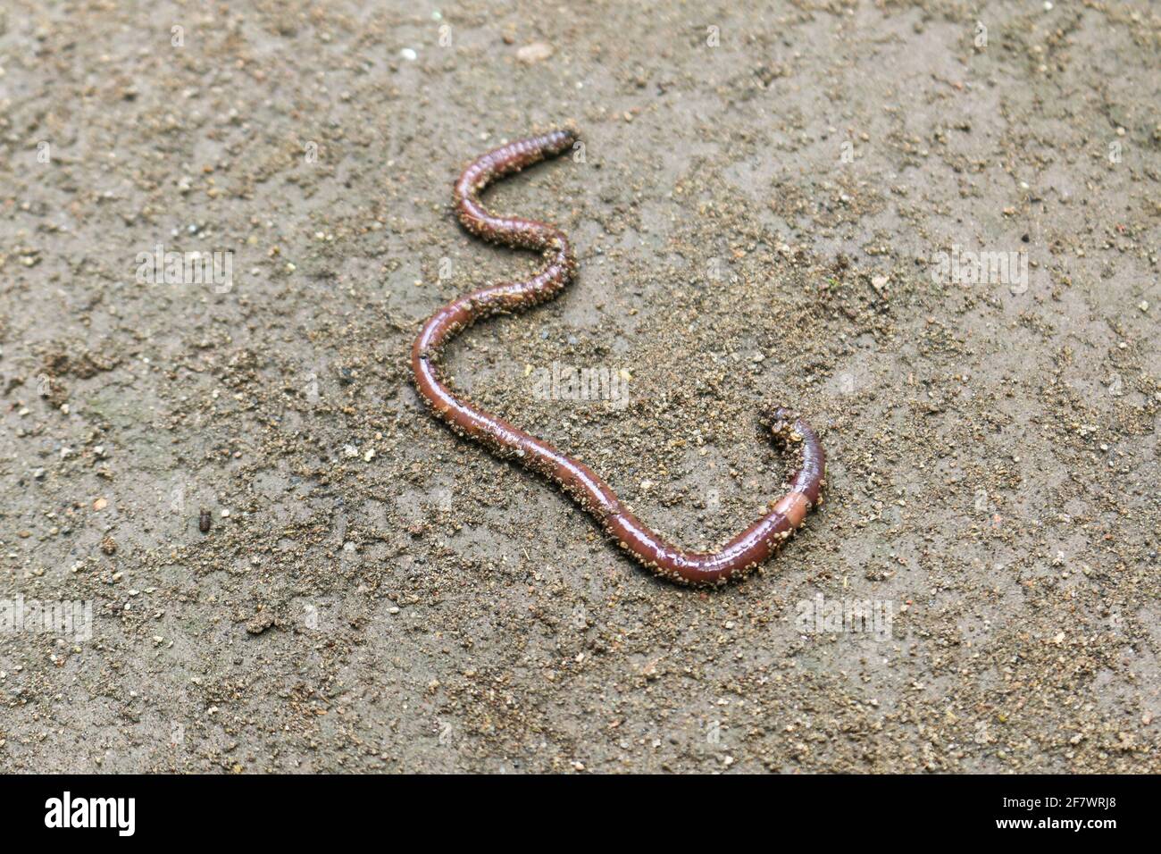 Earth Worm High Resolution Stock Photography and Images - Alamy