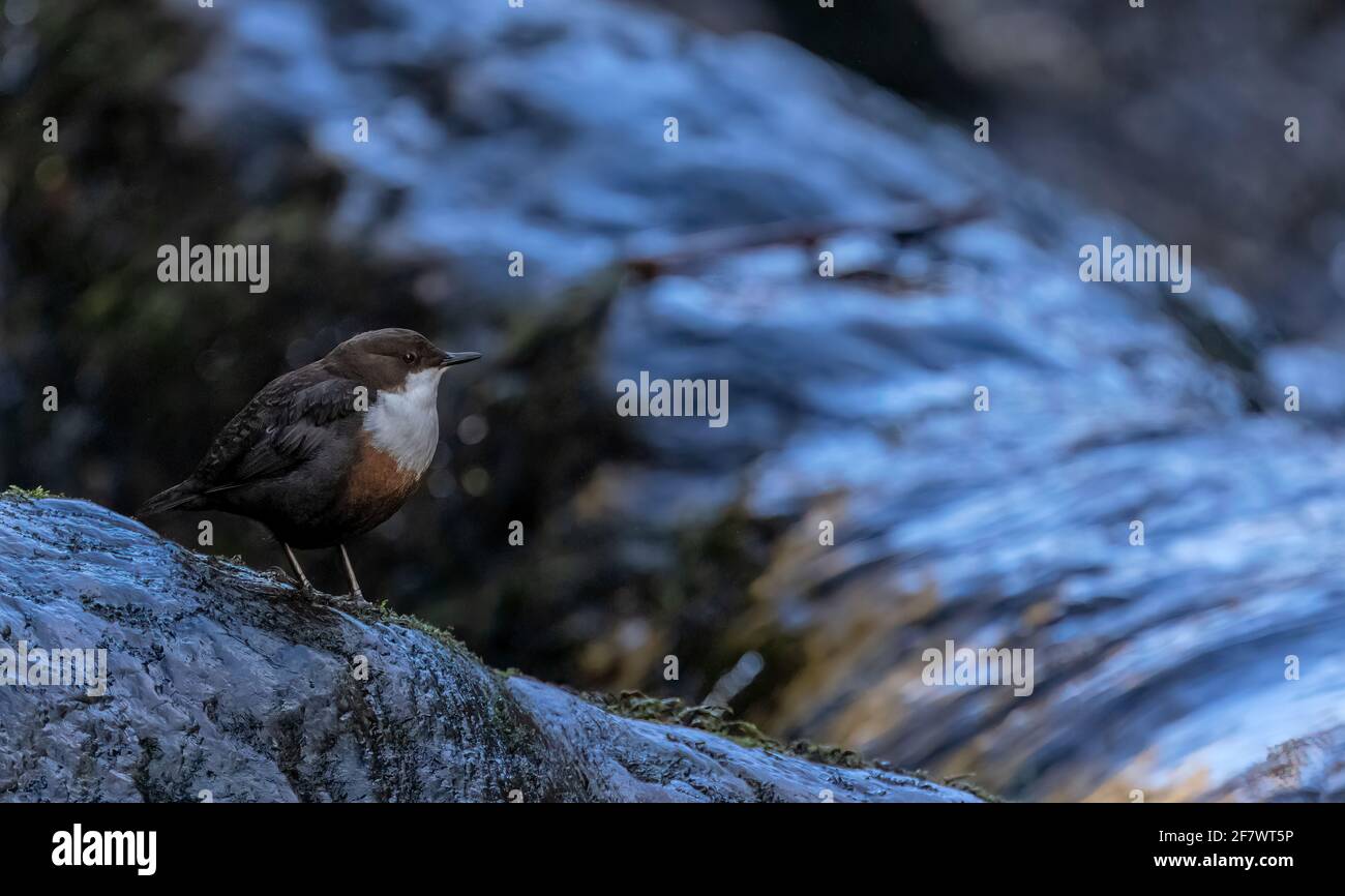 Dipper, Cinclus cinclus, on rocks by the River Lyn, Exmoor. Devon Stock ...