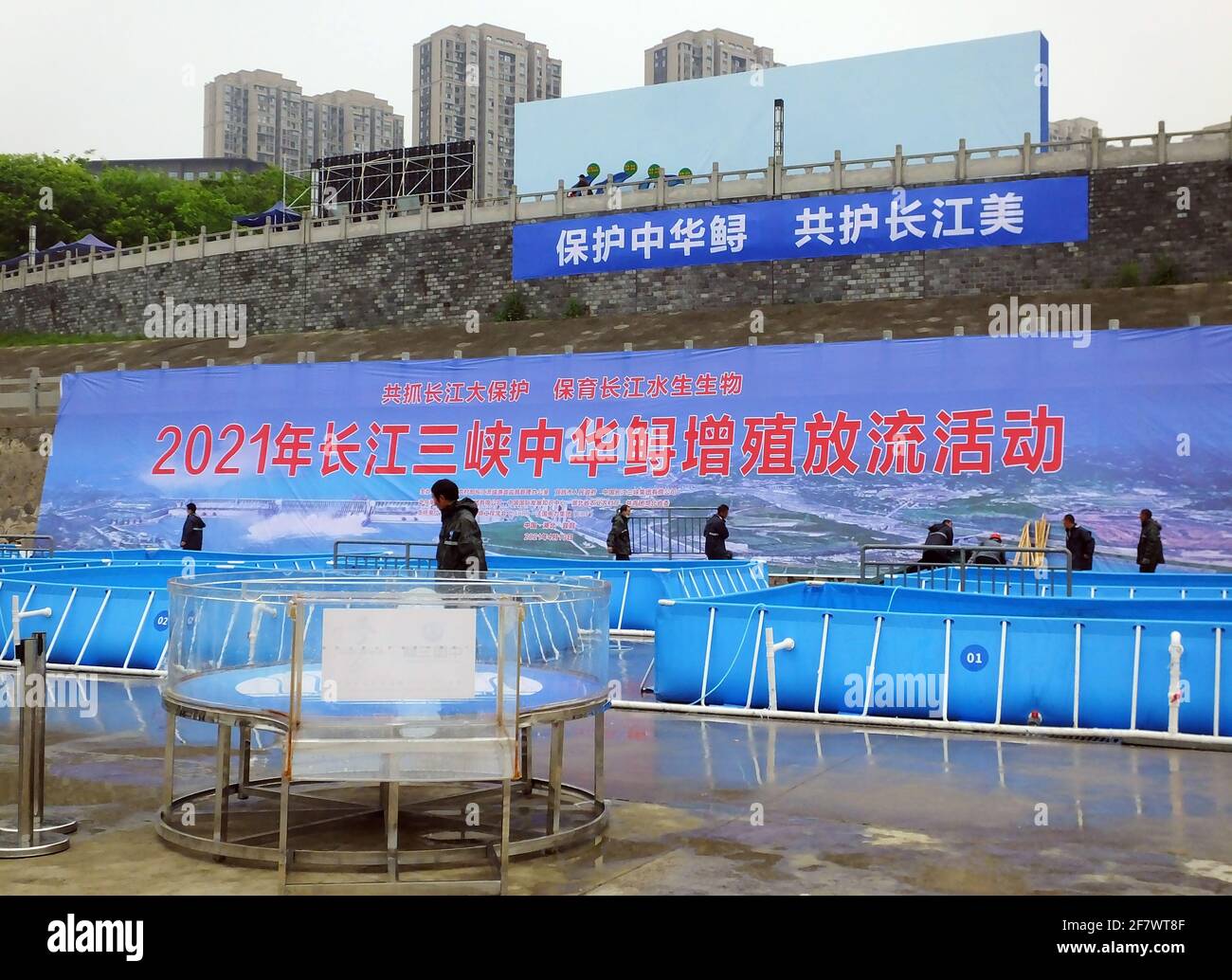 YICHANG, CHINA - APRIL 10, 2021 - Chinese sturgeon is released in ...