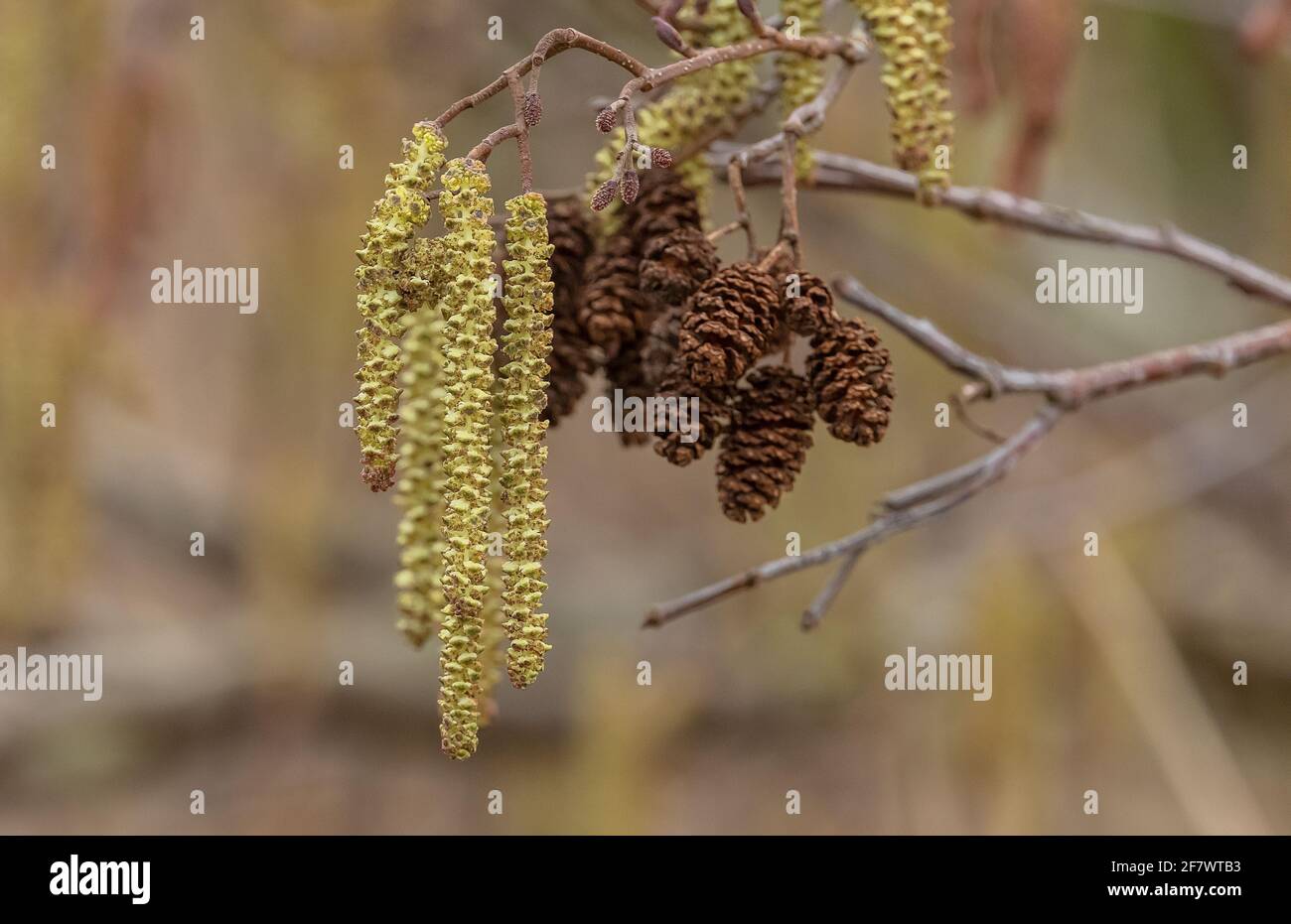 Male catkins of Alder, Alnus glutinosa, (with last year's female cones ...