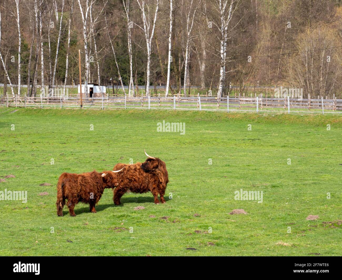 Kyloe beef cattle with long horns hi-res stock photography and images ...