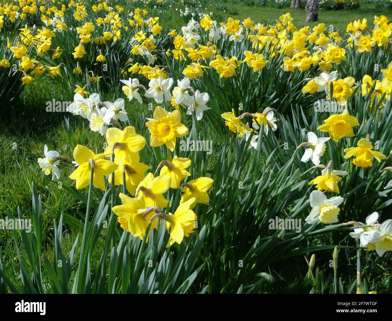 Daffodils blooming in the spring sunshine outside of a formal garden ...