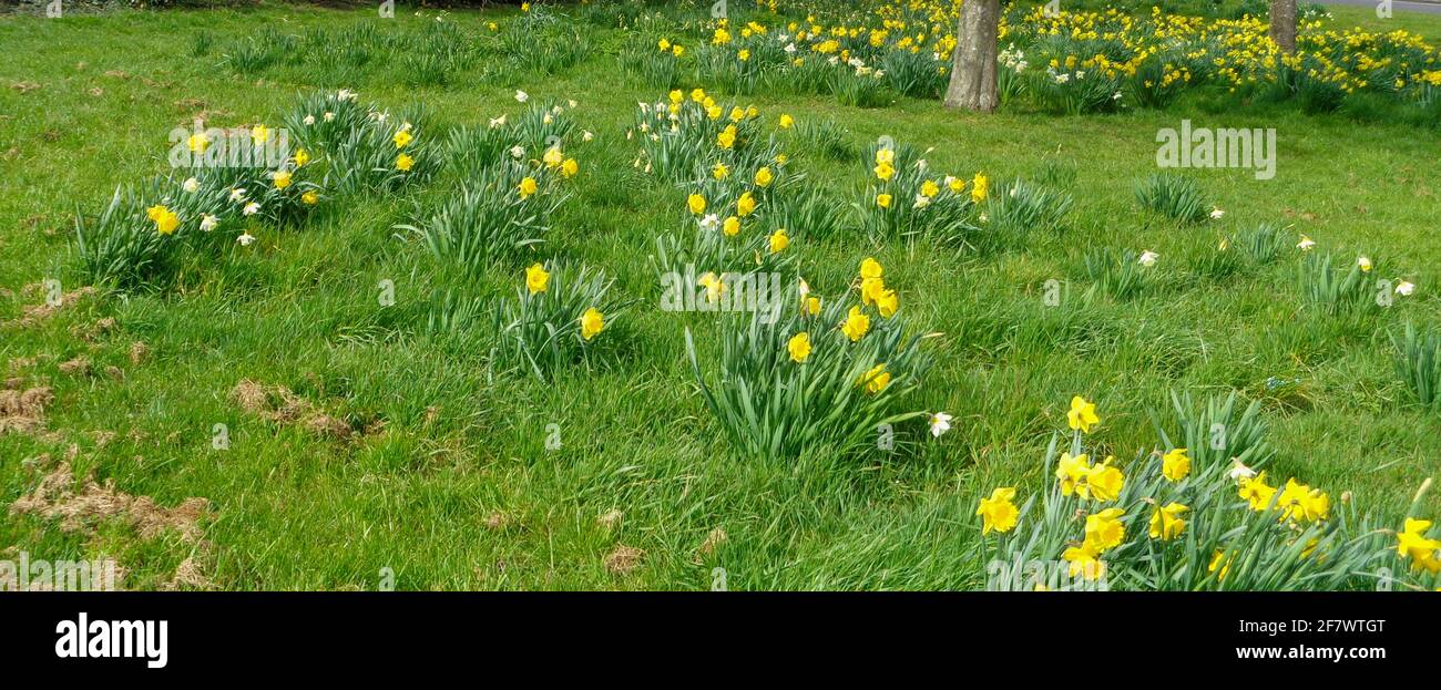 Daffodils blooming in the spring sunshine outside of a formal garden ...