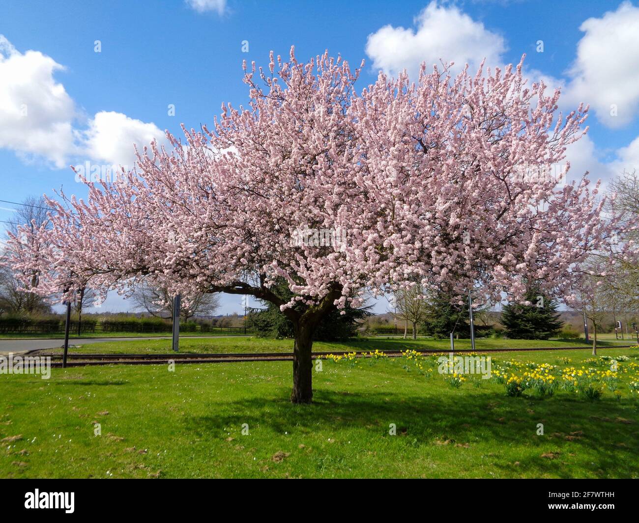Spring landscape near Croydon with tree in blossom and urban green ...