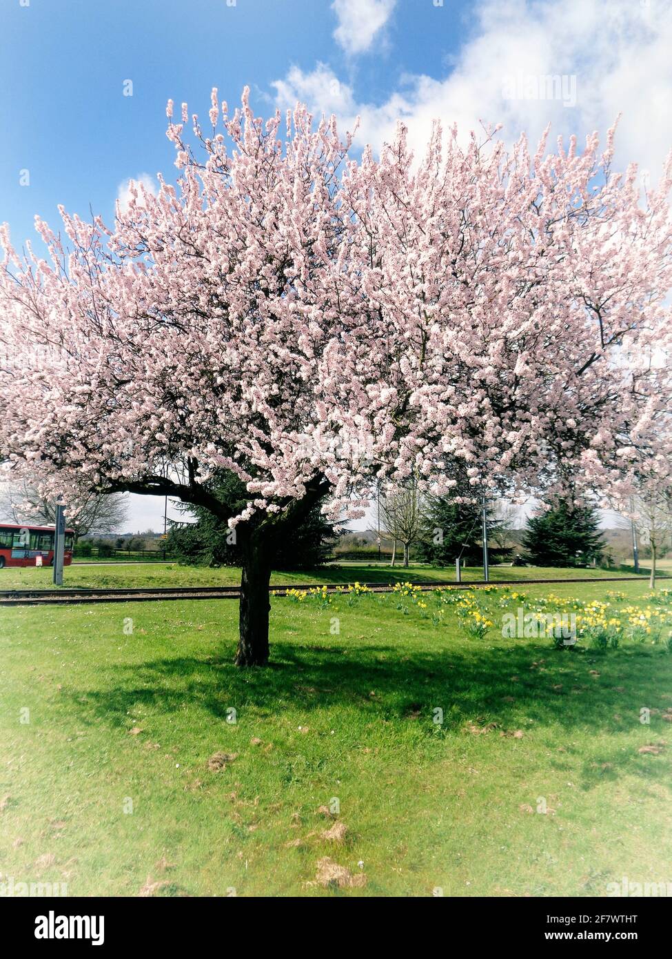 Spring landscape near Croydon with tree in blossom and urban green ...