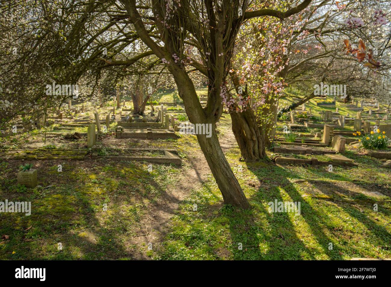 Moody intimate landscape of graveyard with tree and shadows from bright ...