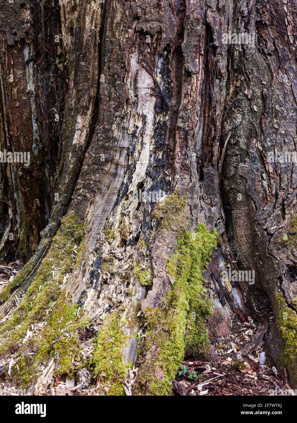 Very close-up and interesting natural patterns and textures on the ...