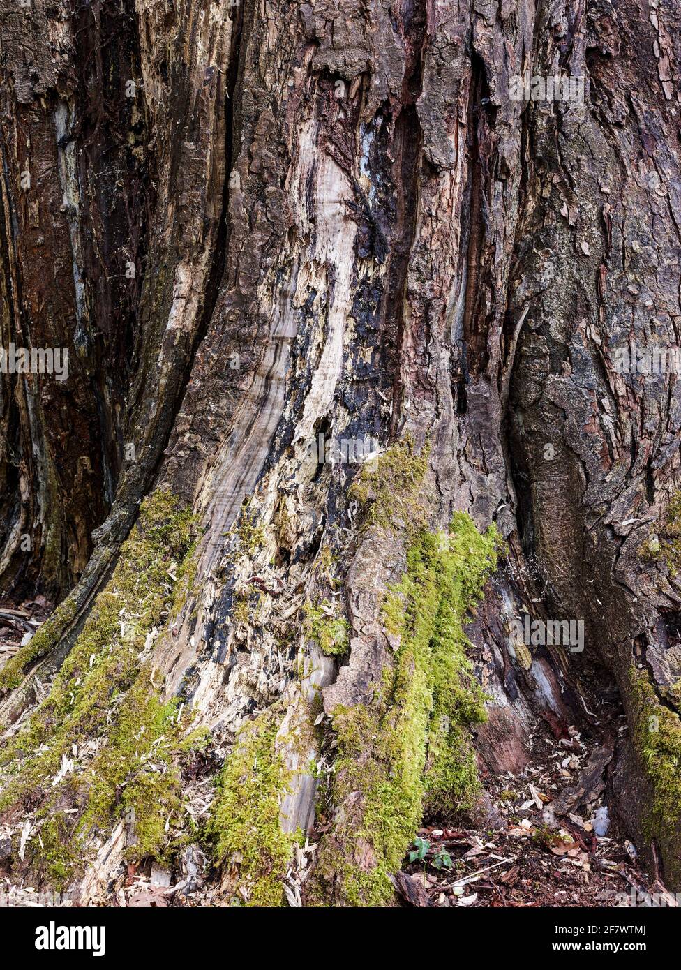 Very close-up and interesting natural patterns and textures on the ...