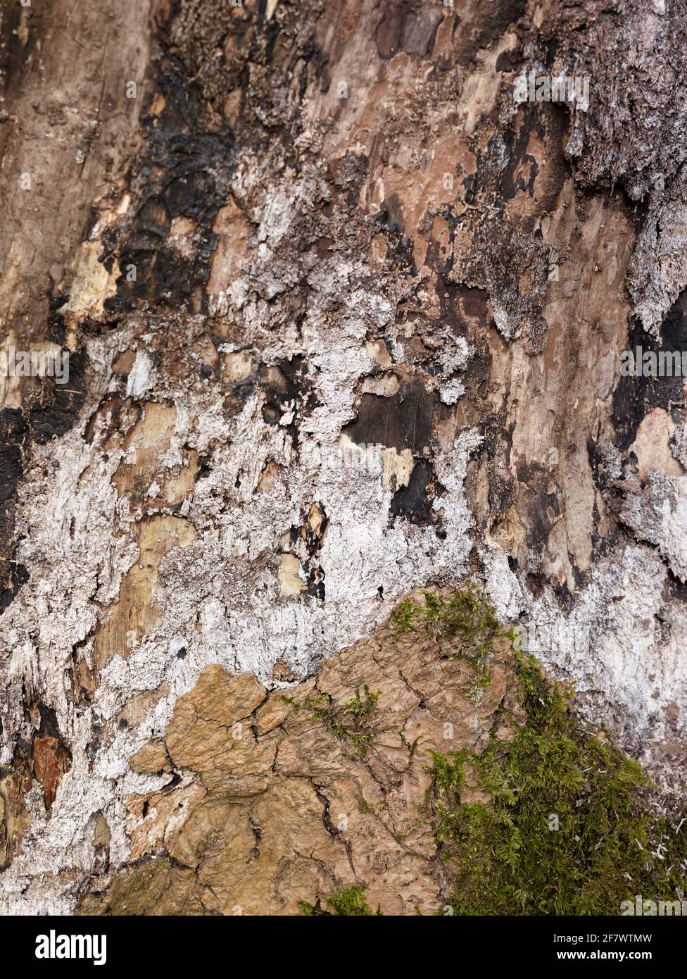 Very close-up and interesting natural patterns and textures on the ...