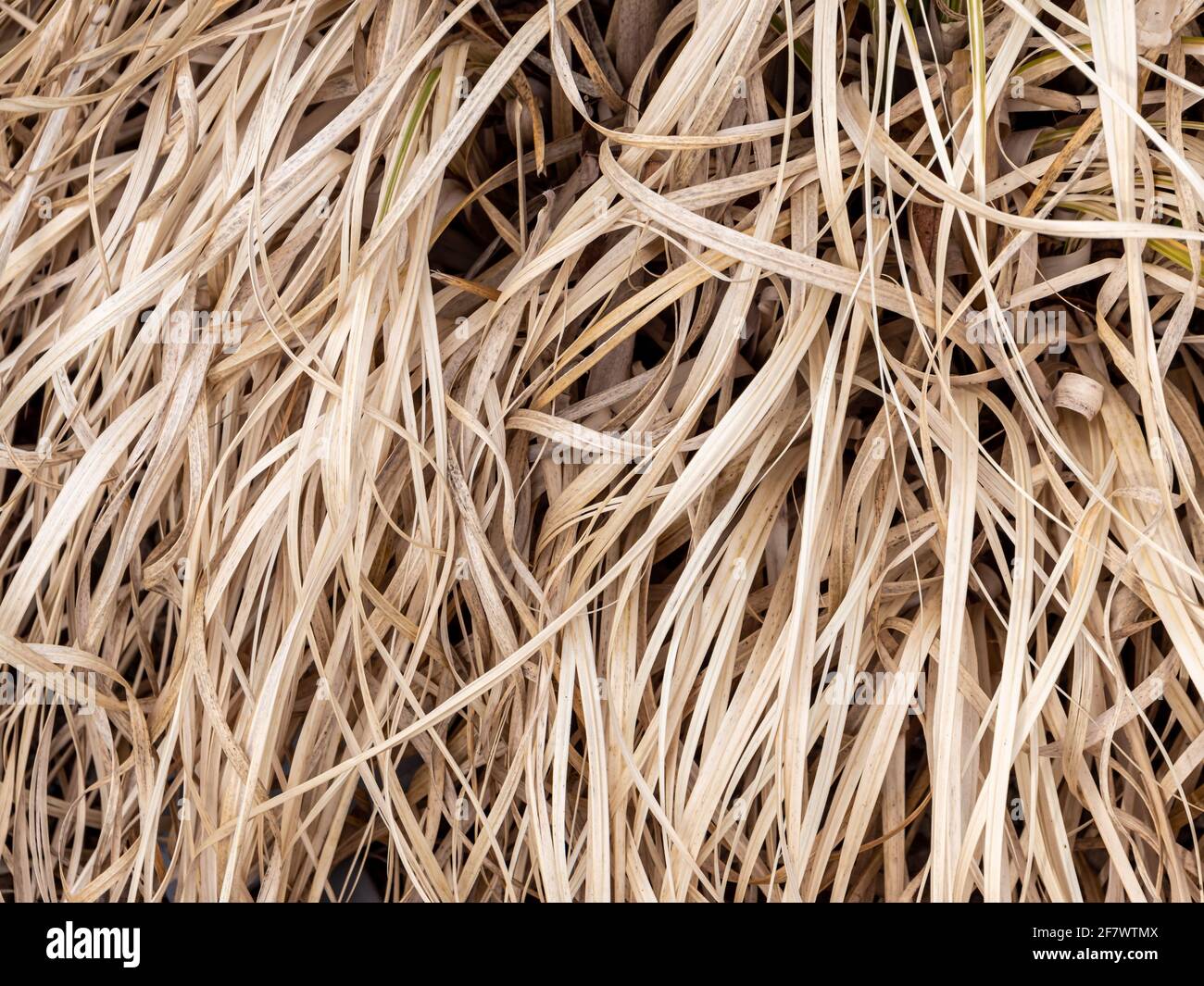 Grasses drying hi-res stock photography and images - Alamy