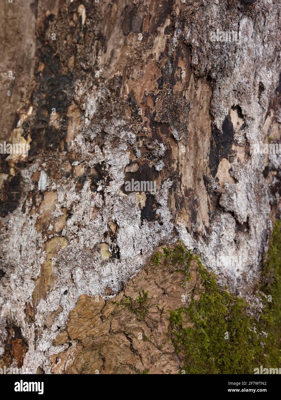 Very close-up and interesting natural patterns and textures on the ...