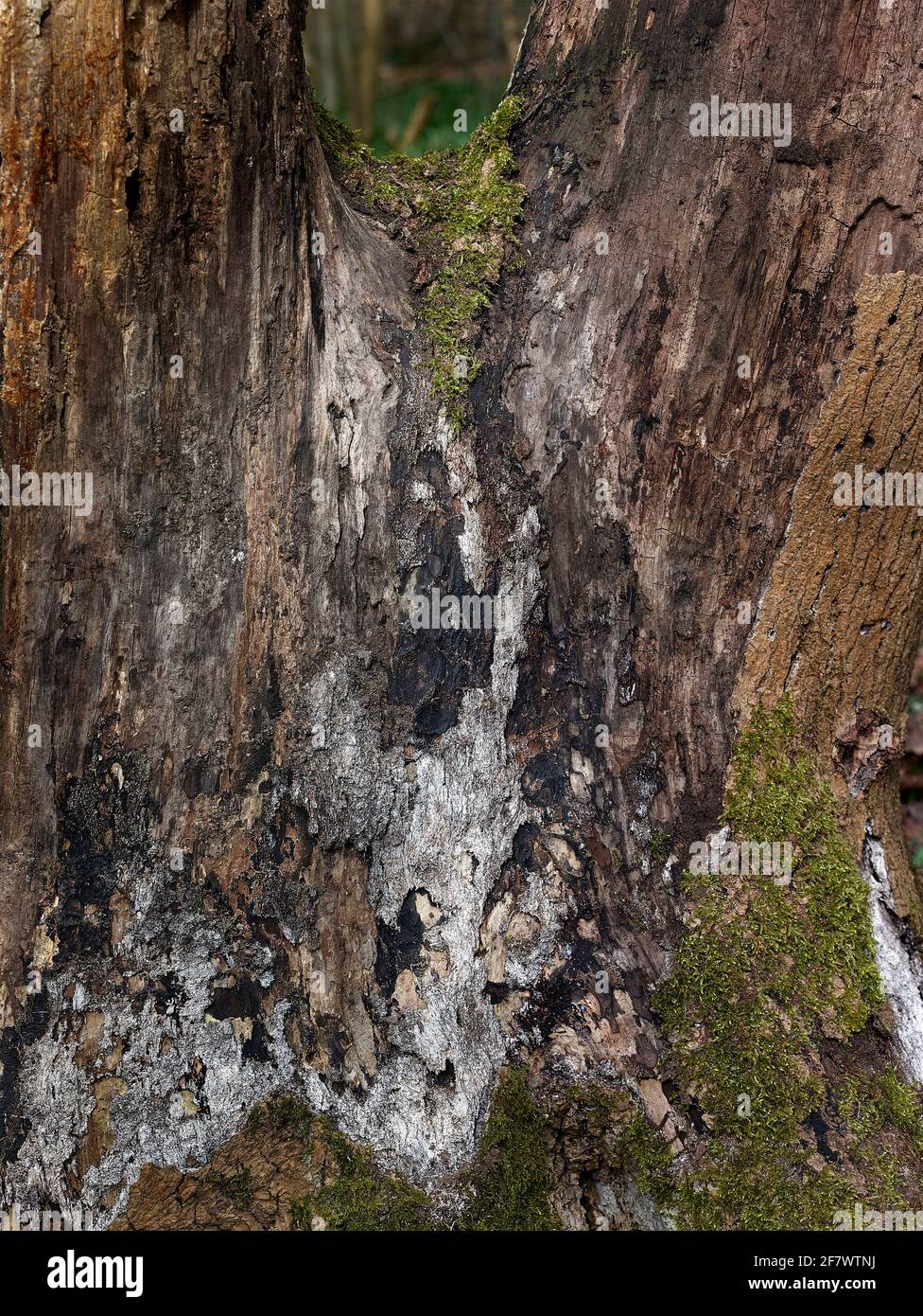 Very close-up and interesting natural patterns and textures on the ...