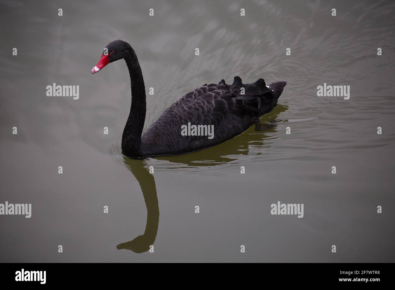 Black Swan on a lake in Chengdu, China Stock Photo - Alamy
