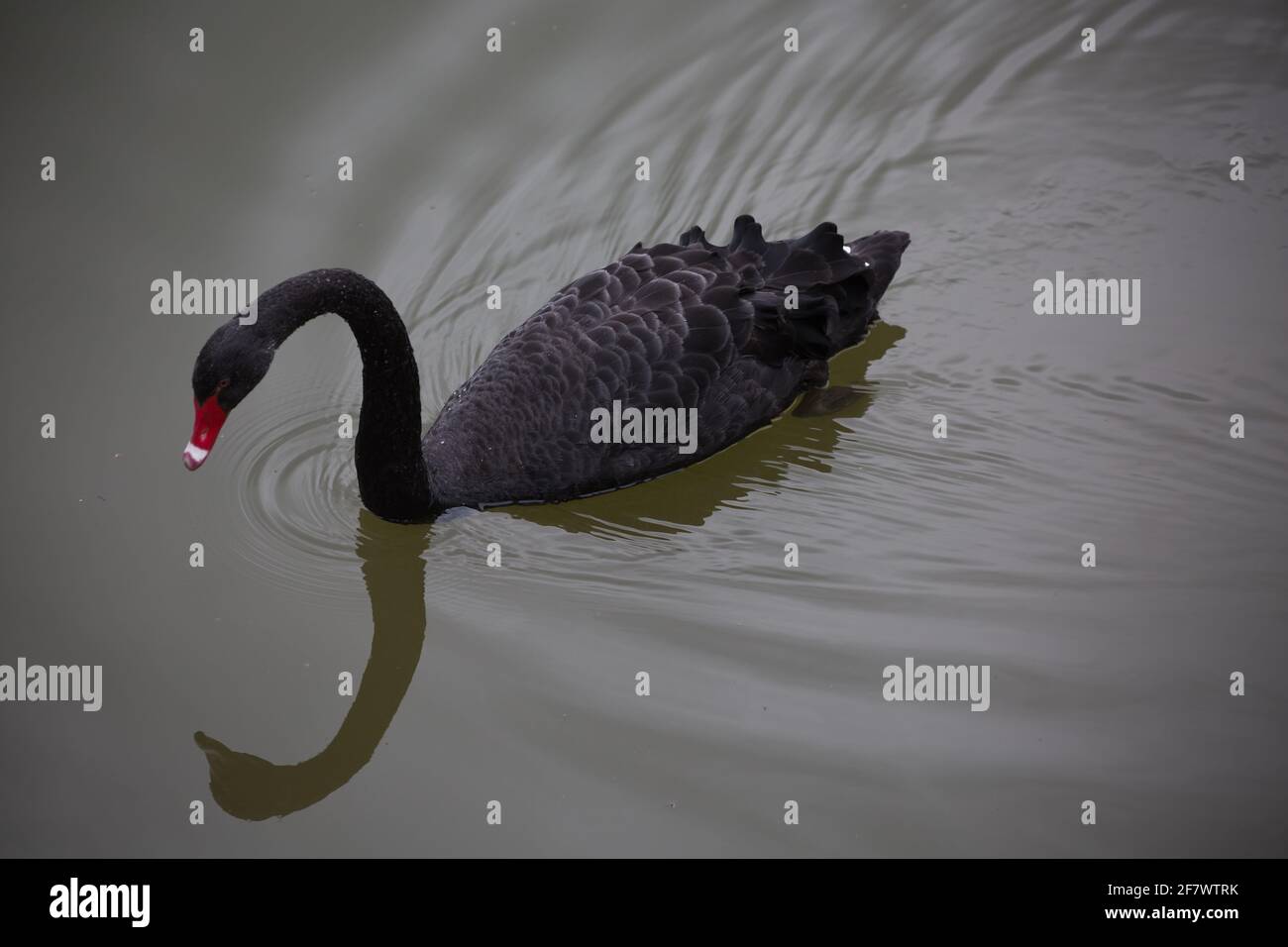 Black Swan on a lake in Chengdu, China Stock Photo - Alamy
