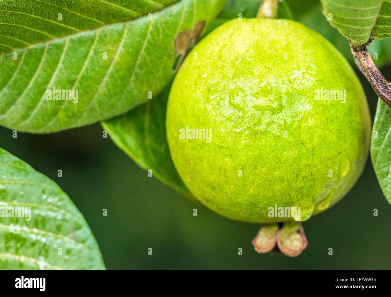 Closeup shot guava green hi-res stock photography and images - Alamy
