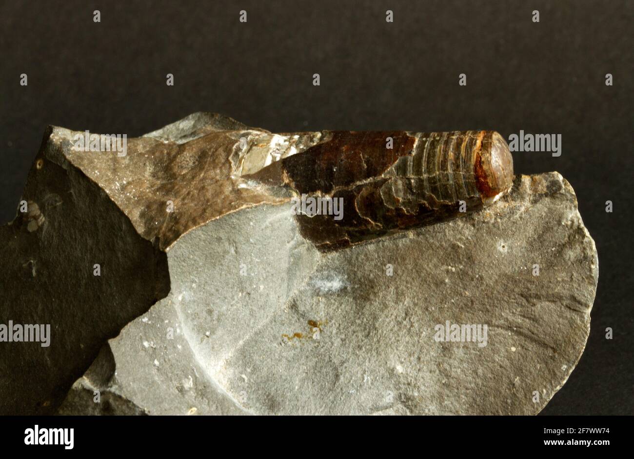 The Phragmacone of a large Belemnite, probably a Pachyteuthis, is the ...