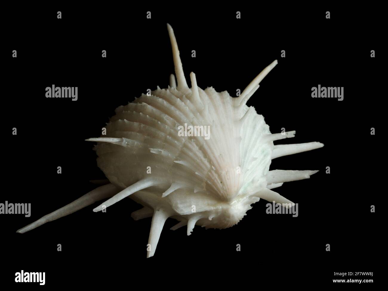 Invertebrate shell pacific thorny oyster hi-res stock photography and ...