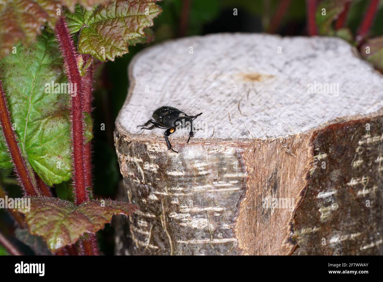 Closeup of a black beetle on top of a tree stump in the garden Stock ...