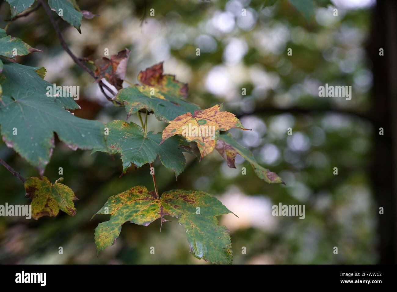 Selective focus shot of discolored maple tree leaves in the forest ...