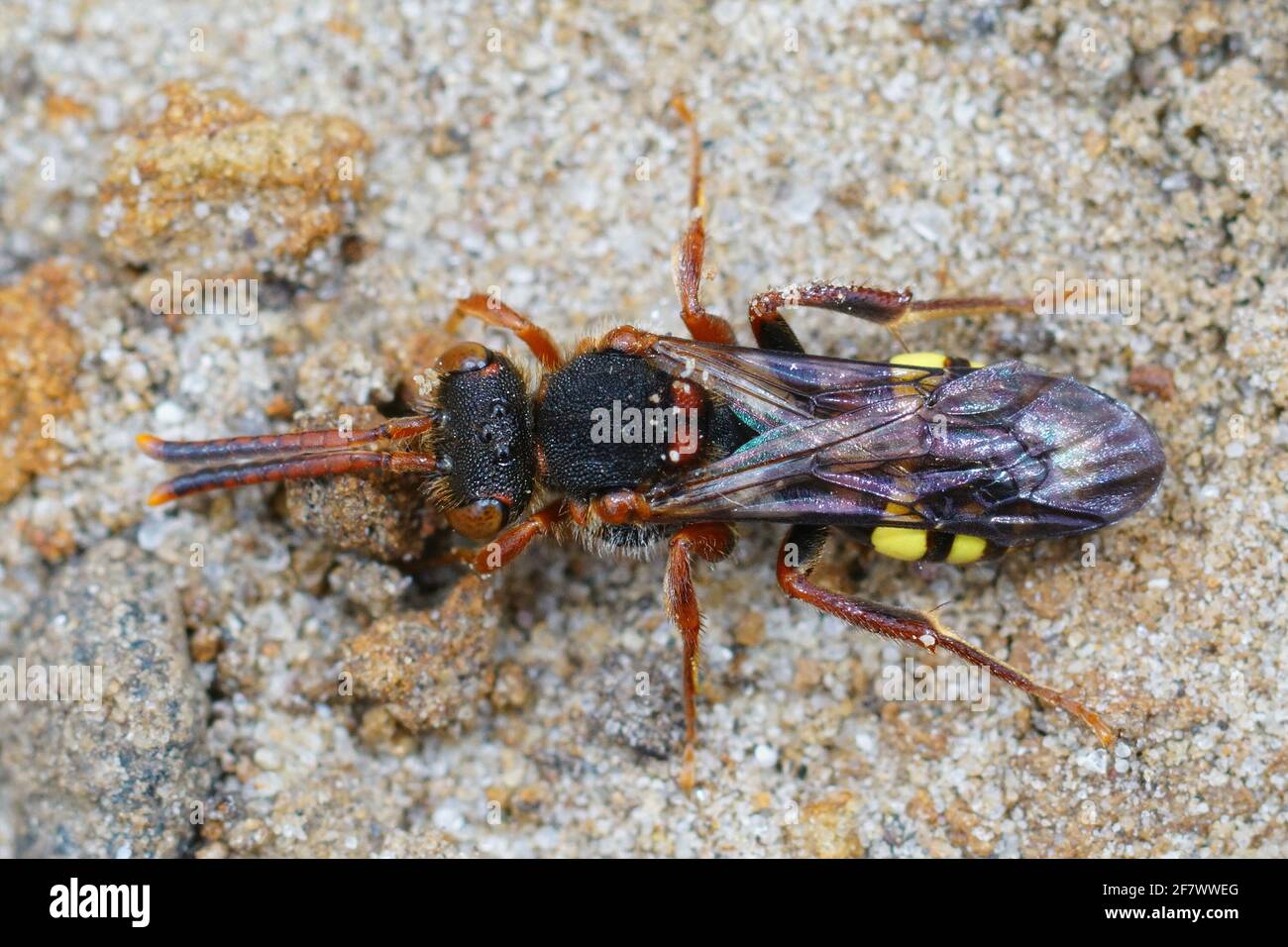 Closeup of the colorful Variable nomad cleptoparasite bee, Nomada ...