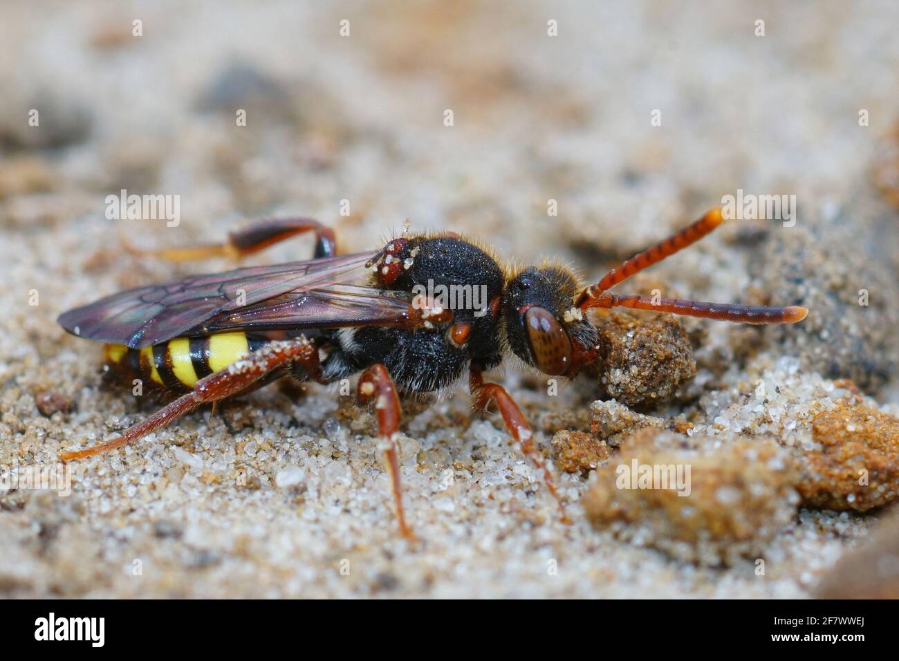 Variable nomad nomada zonata hi-res stock photography and images - Alamy