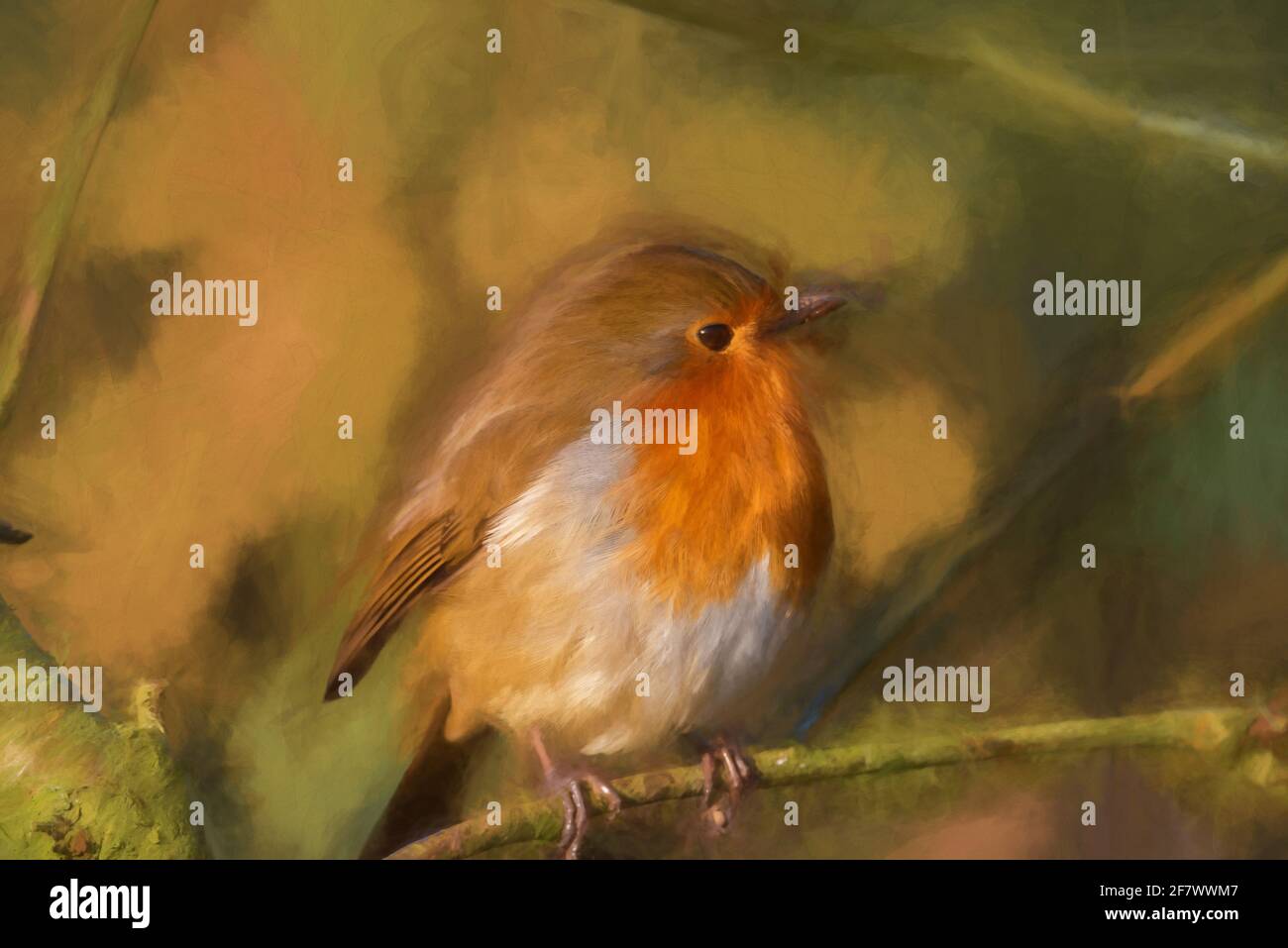 Digital painting of a European Robin redbreast, Erithacus rubecula in a ...