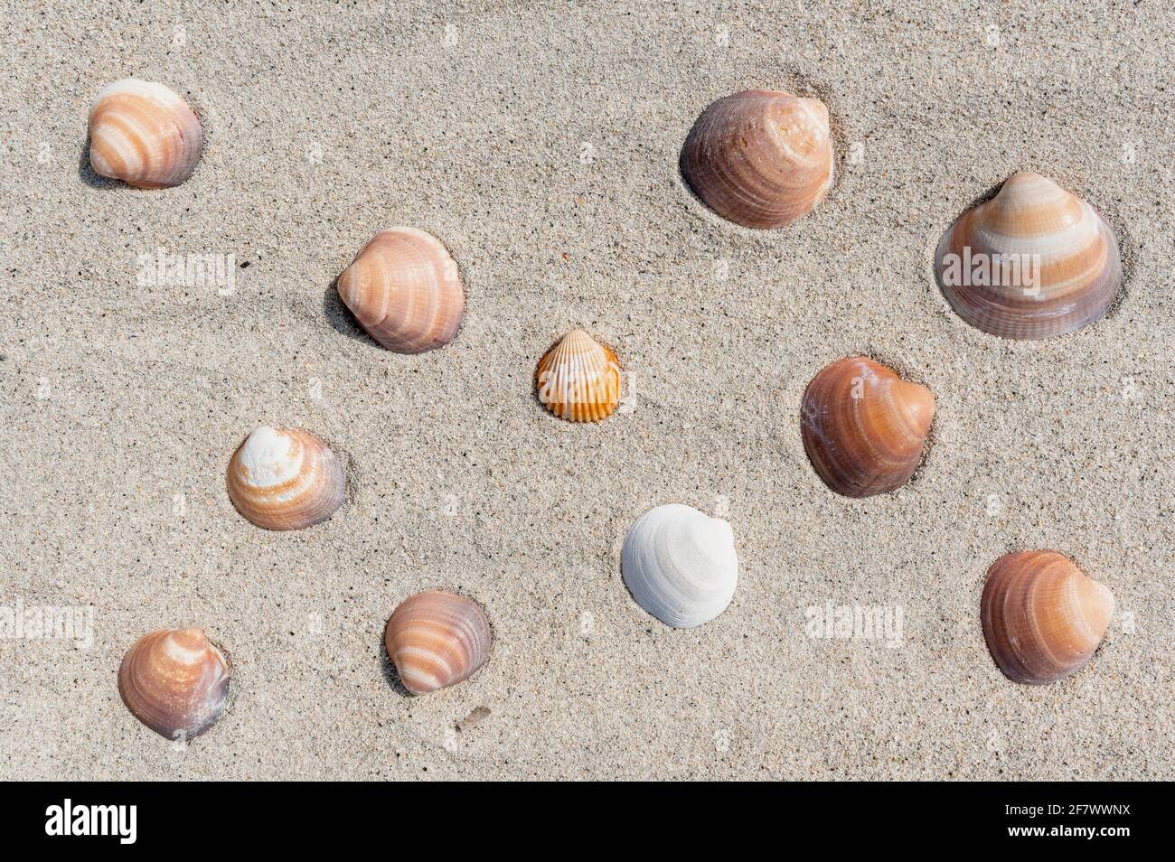Sand background with shells Stock Photo - Alamy