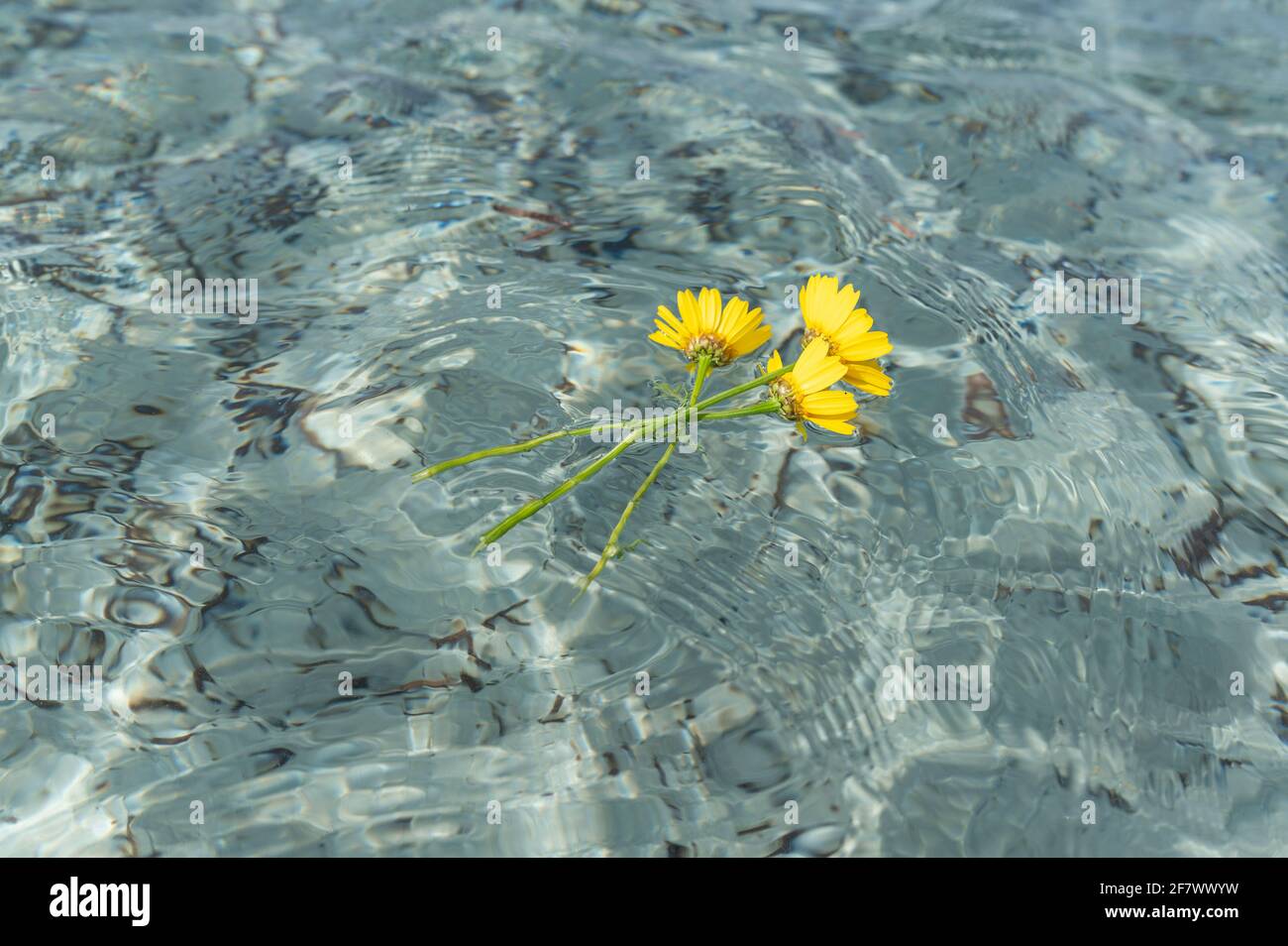 Floating wildflowers hi-res stock photography and images - Alamy
