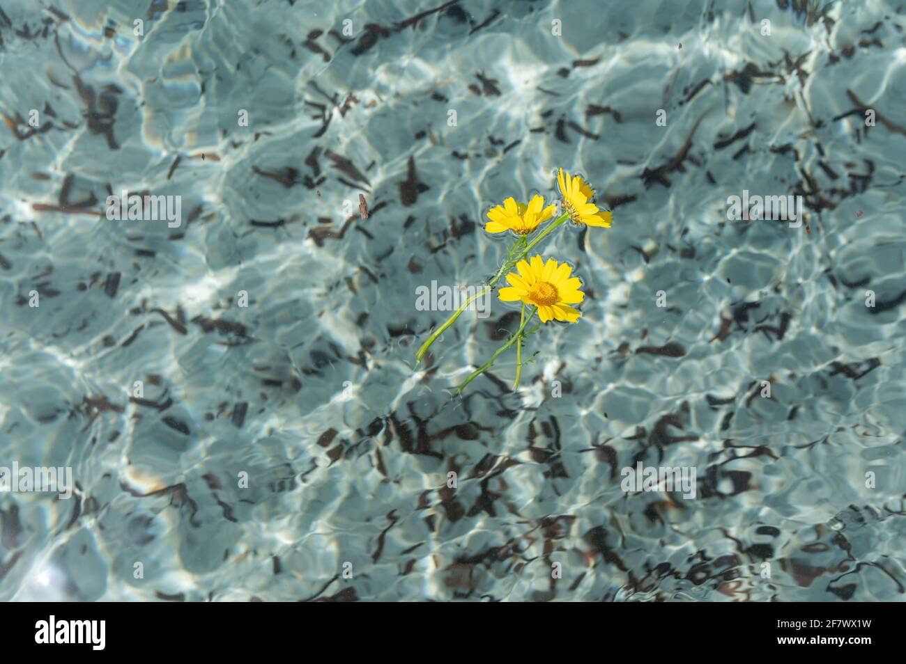 Three yellow wildflowers floating on translucent clear sea waters Stock ...