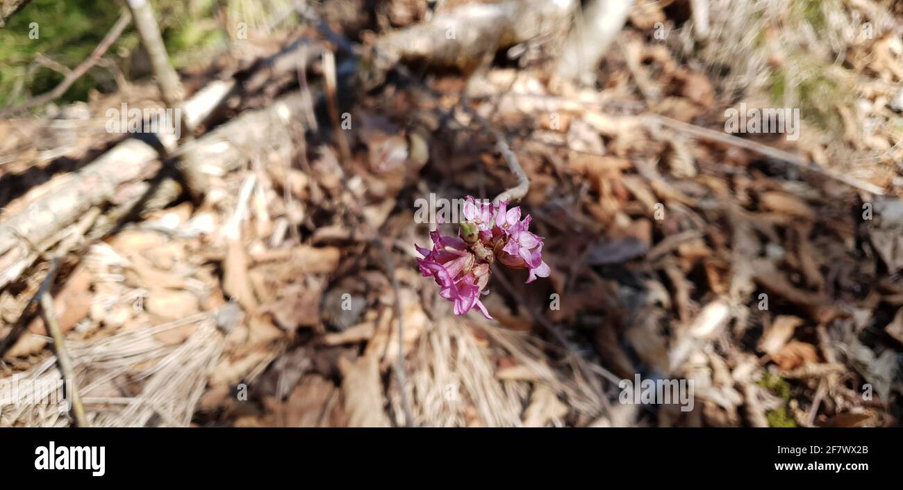 the daphne a flower that symbolizes the arrival of spring Stock Photo ...