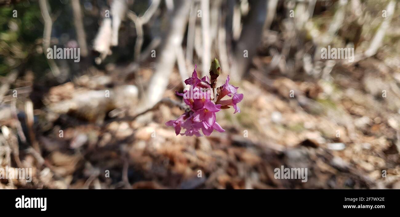 the daphne a flower that symbolizes the arrival of spring Stock Photo ...
