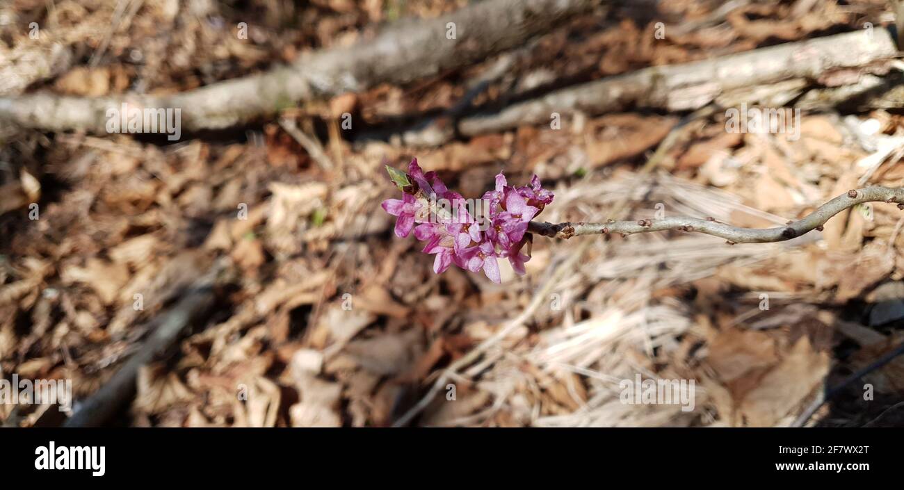 the daphne a flower that symbolizes the arrival of spring Stock Photo ...