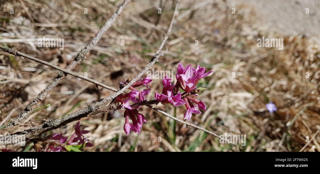 the daphne a flower that symbolizes the arrival of spring Stock Photo ...