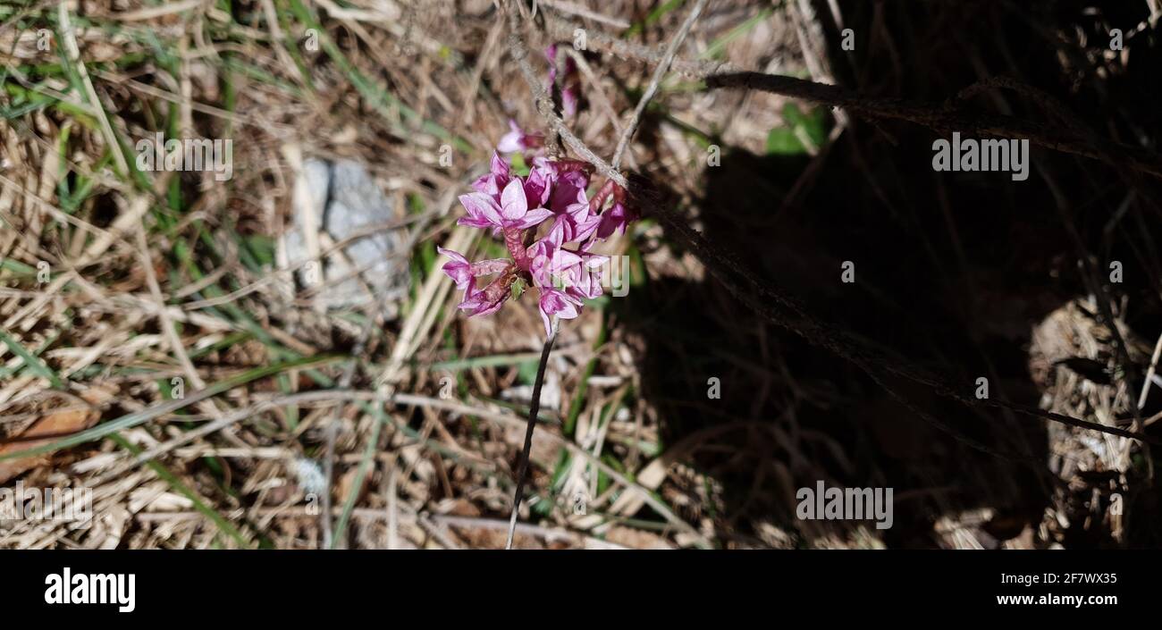 the daphne a flower that symbolizes the arrival of spring Stock Photo ...