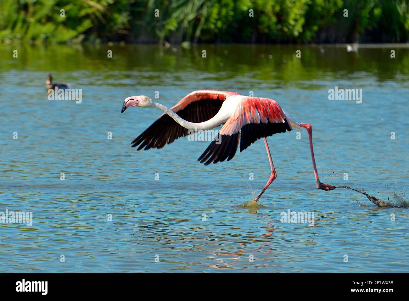 Flamingo running hi-res stock photography and images - Alamy
