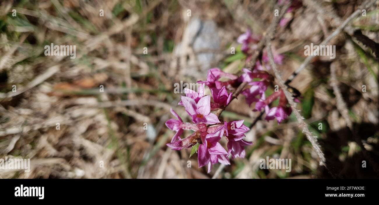the daphne a flower that symbolizes the arrival of spring Stock Photo ...