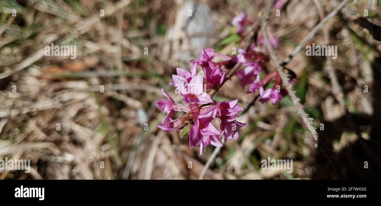the daphne a flower that symbolizes the arrival of spring Stock Photo ...