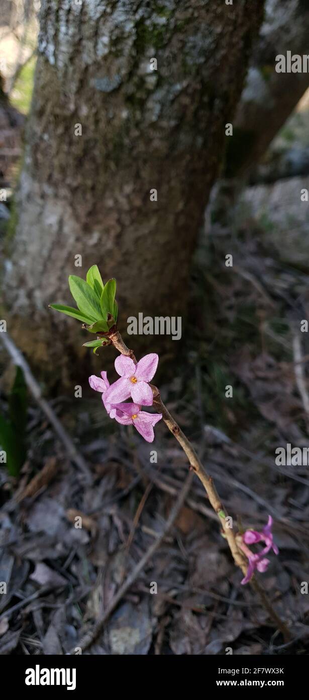 the daphne a flower that symbolizes the arrival of spring Stock Photo ...