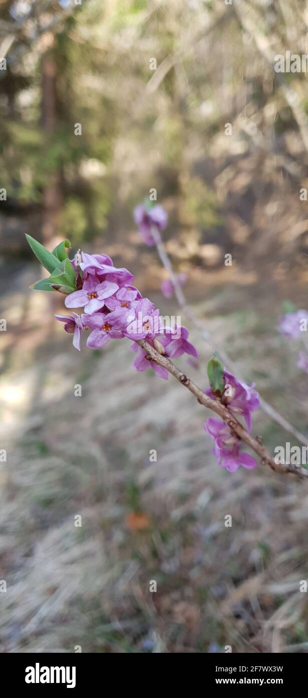 the daphne a flower that symbolizes the arrival of spring Stock Photo ...