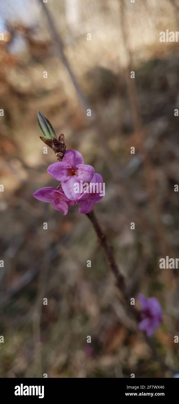 the daphne a flower that symbolizes the arrival of spring Stock Photo ...