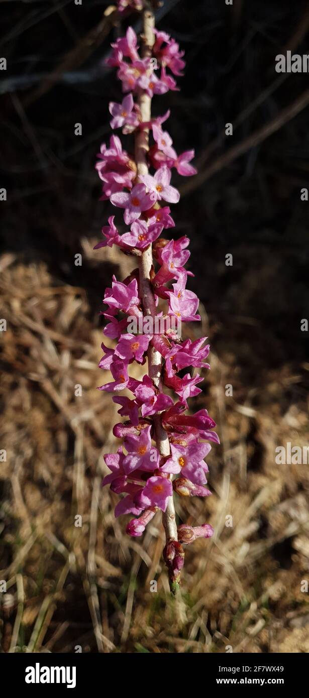 the daphne a flower that symbolizes the arrival of spring Stock Photo ...