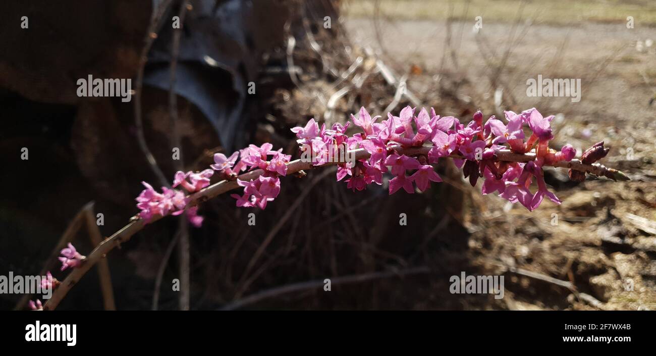 the daphne a flower that symbolizes the arrival of spring Stock Photo ...