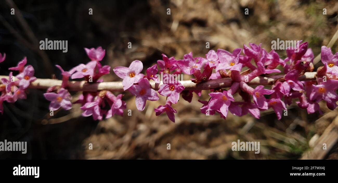 the daphne a flower that symbolizes the arrival of spring Stock Photo ...