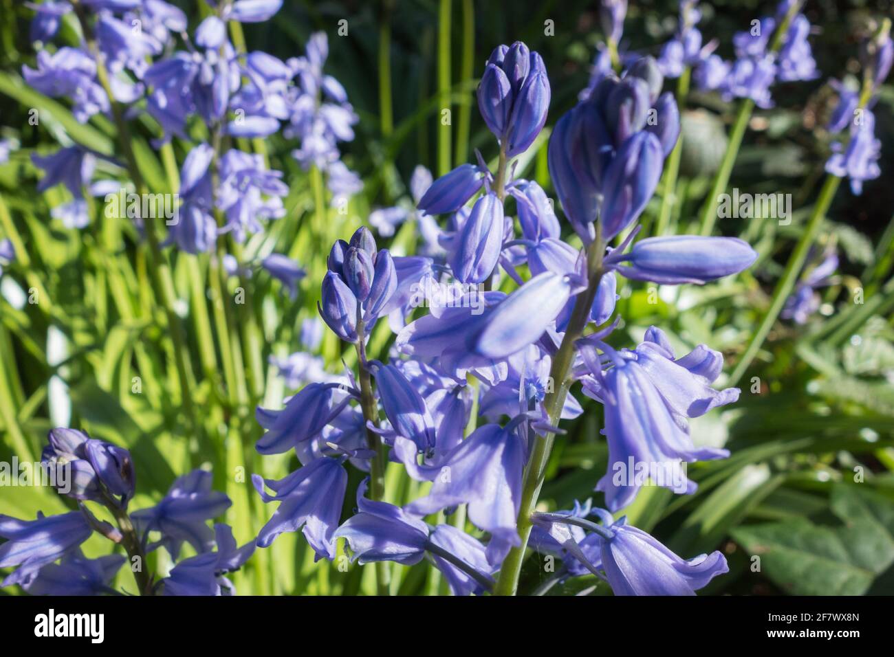 Bell shaped flowers of bluebells hi-res stock photography and images ...
