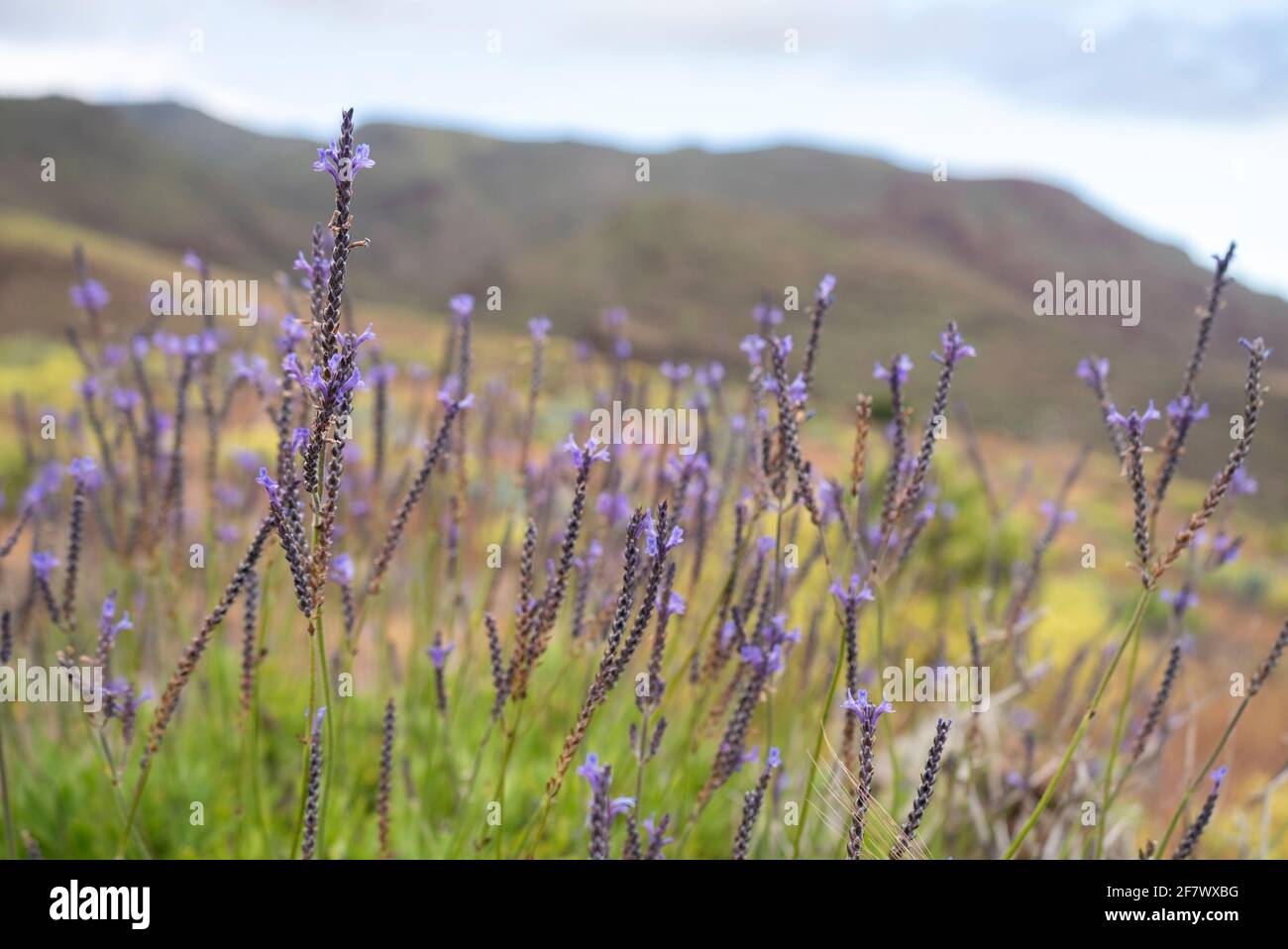 Planta de macaronesia hi-res stock photography and images - Alamy