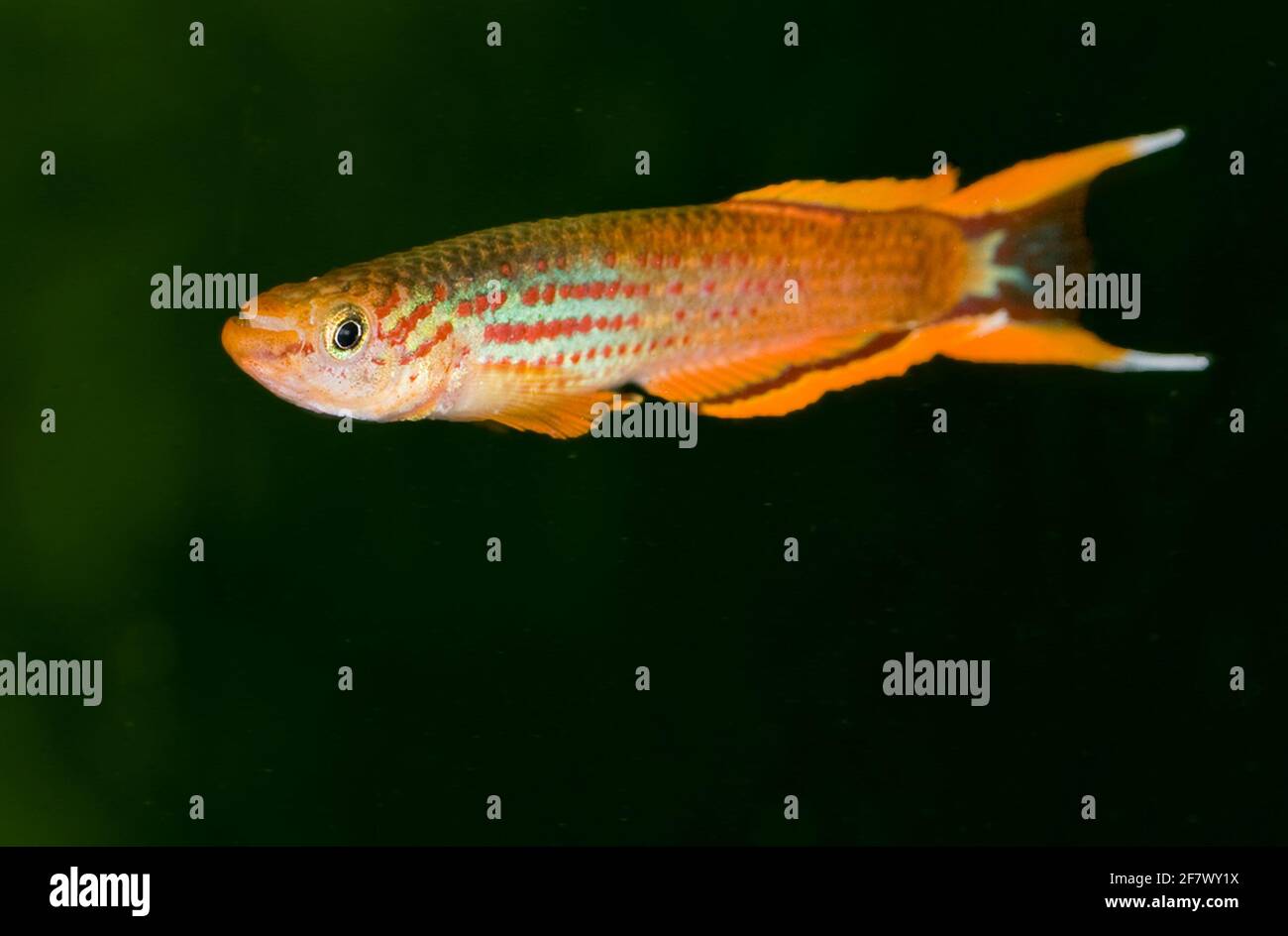 Closeup shot beautiful goldfish hi-res stock photography and images - Alamy