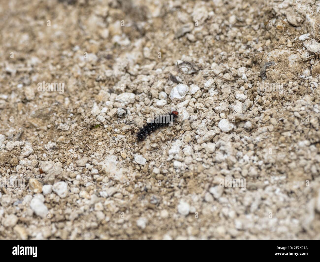 Glanville Caterpillar Caterpillar Crawling on Chalk Stock Photo - Alamy
