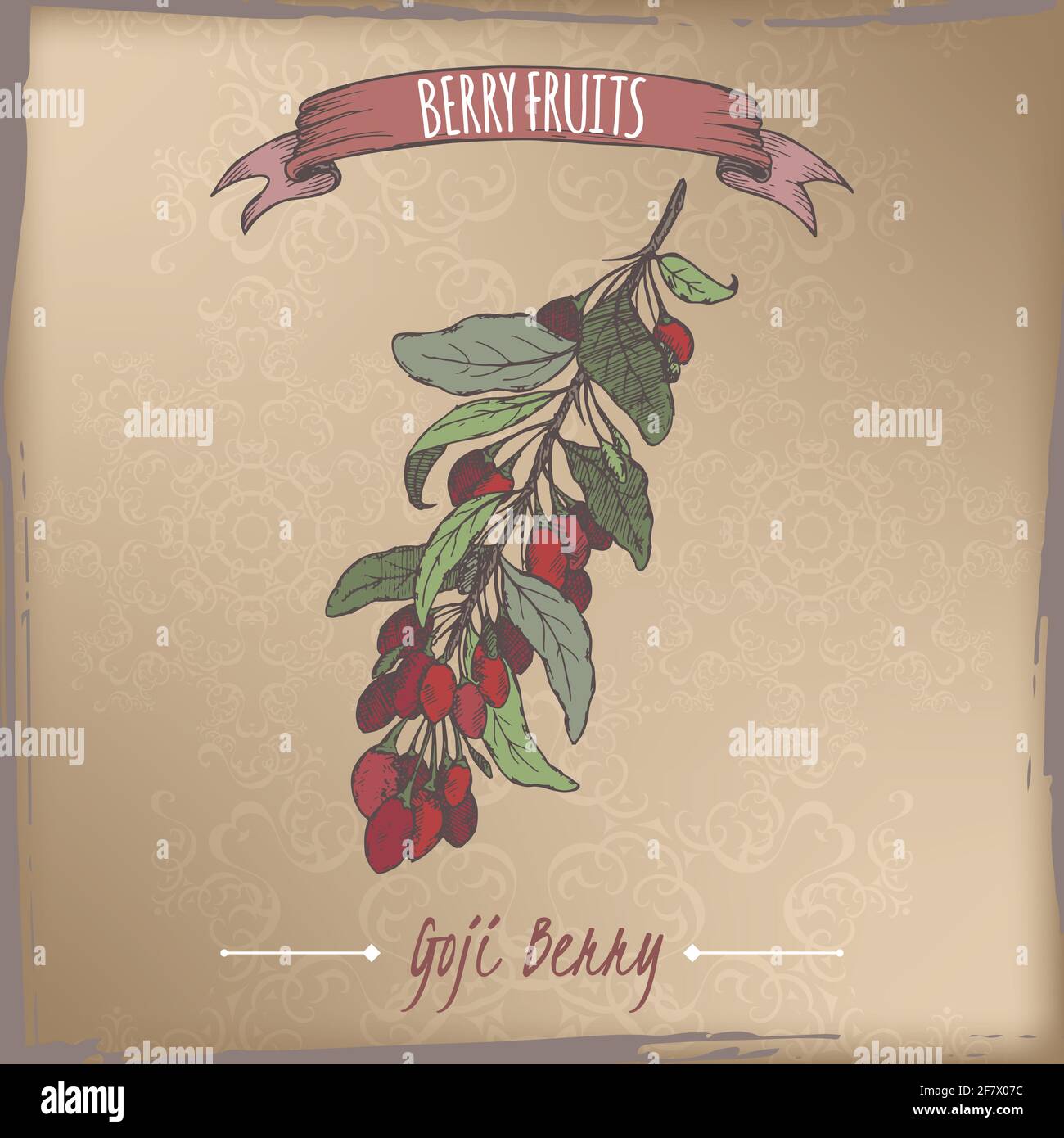 Lycium barbarum aka Goji berry branch color sketch on vintage ...