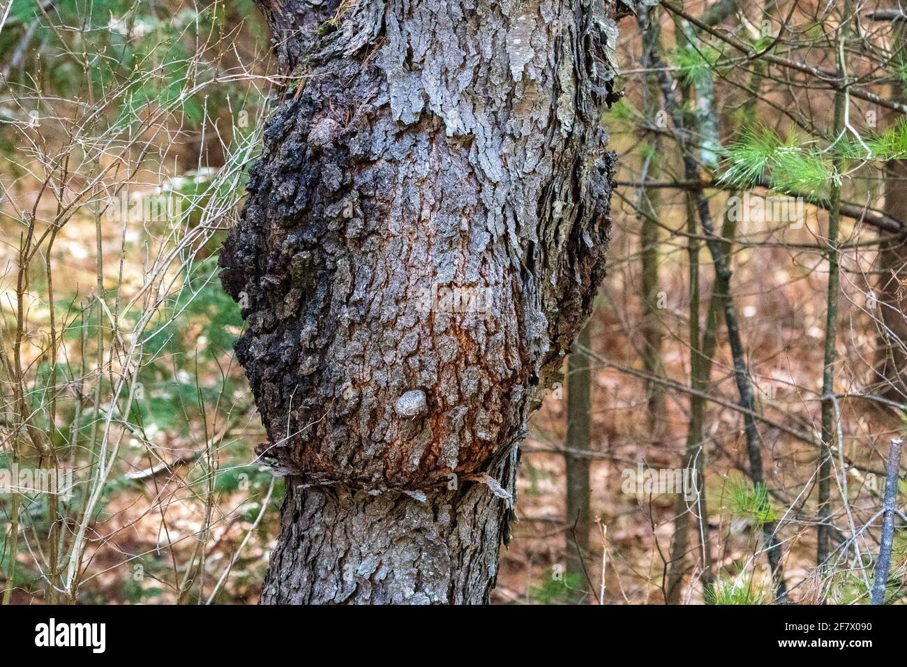 Tree burl hi-res stock photography and images - Alamy